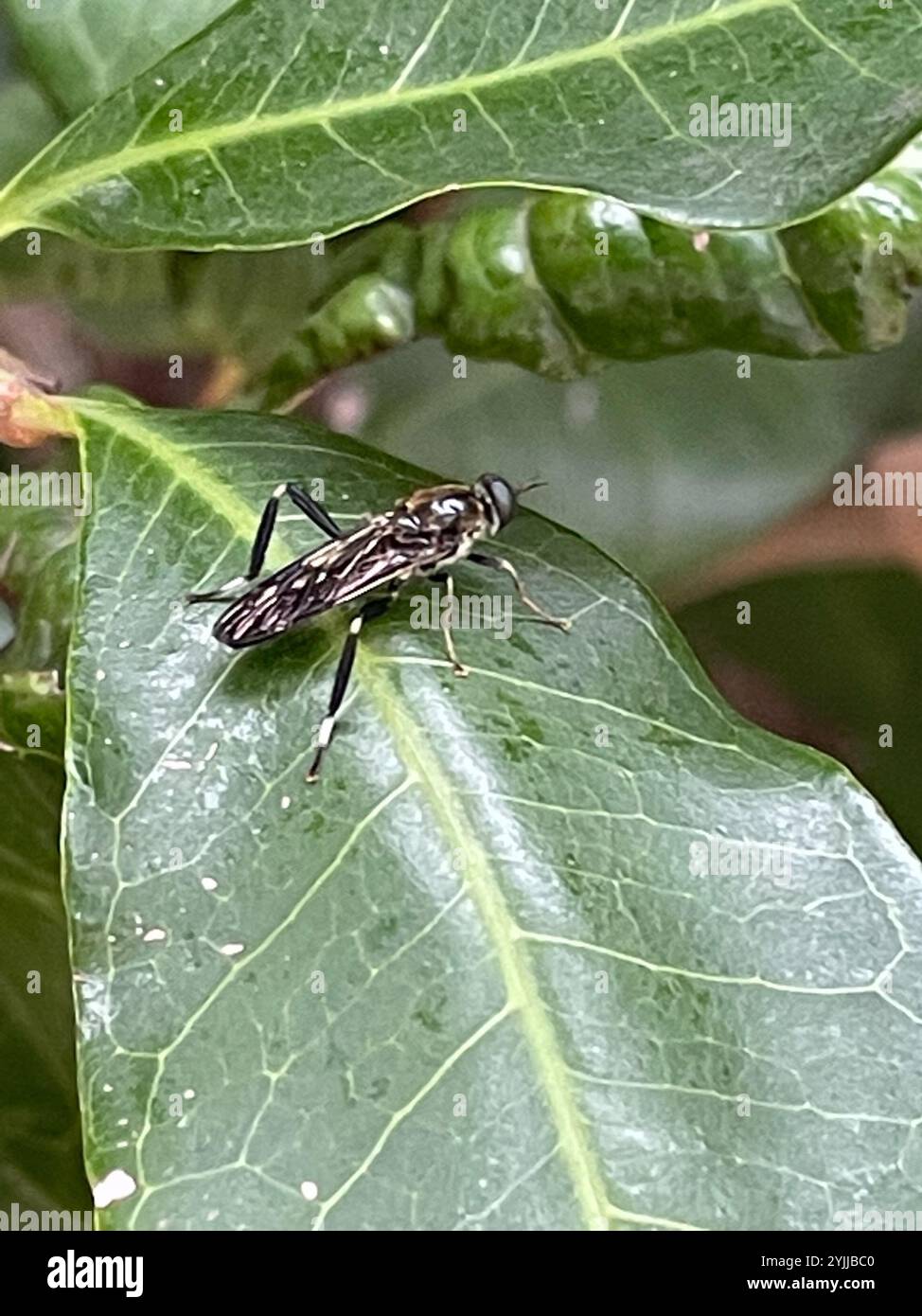 Garden soldier fly (Exaireta spinigera Stock Photo - Alamy