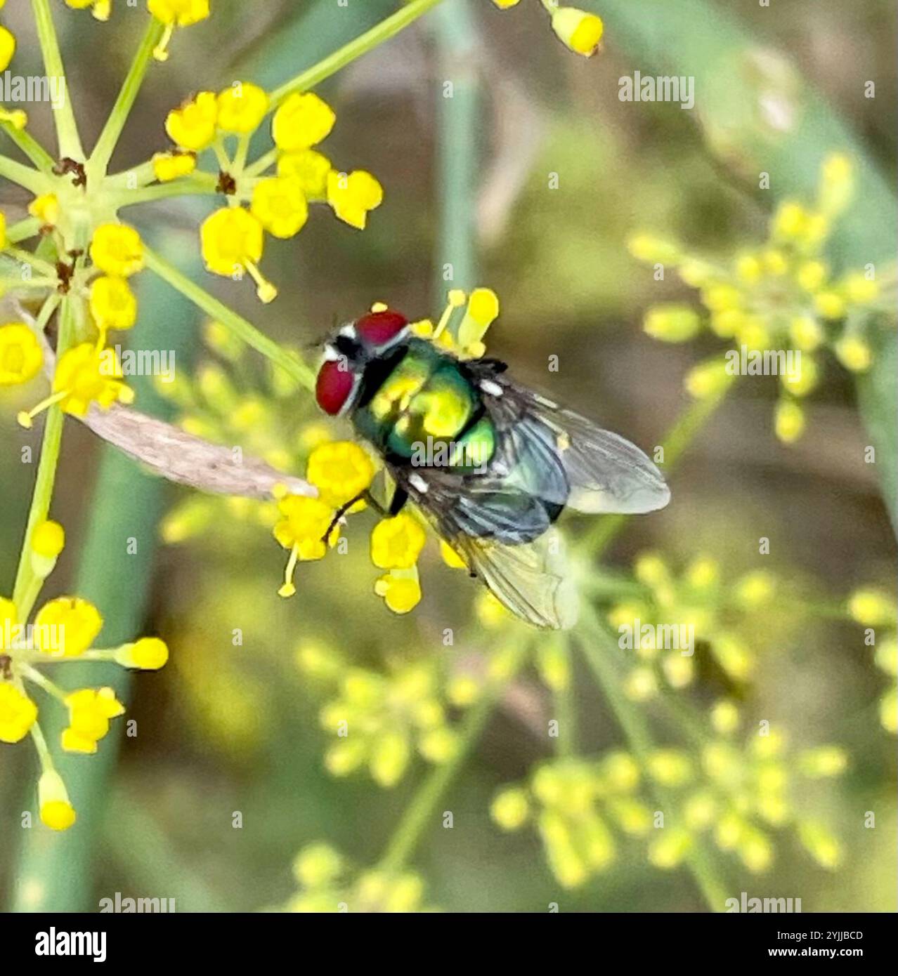 Banded Blowfly (Chrysomya albiceps Stock Photo - Alamy