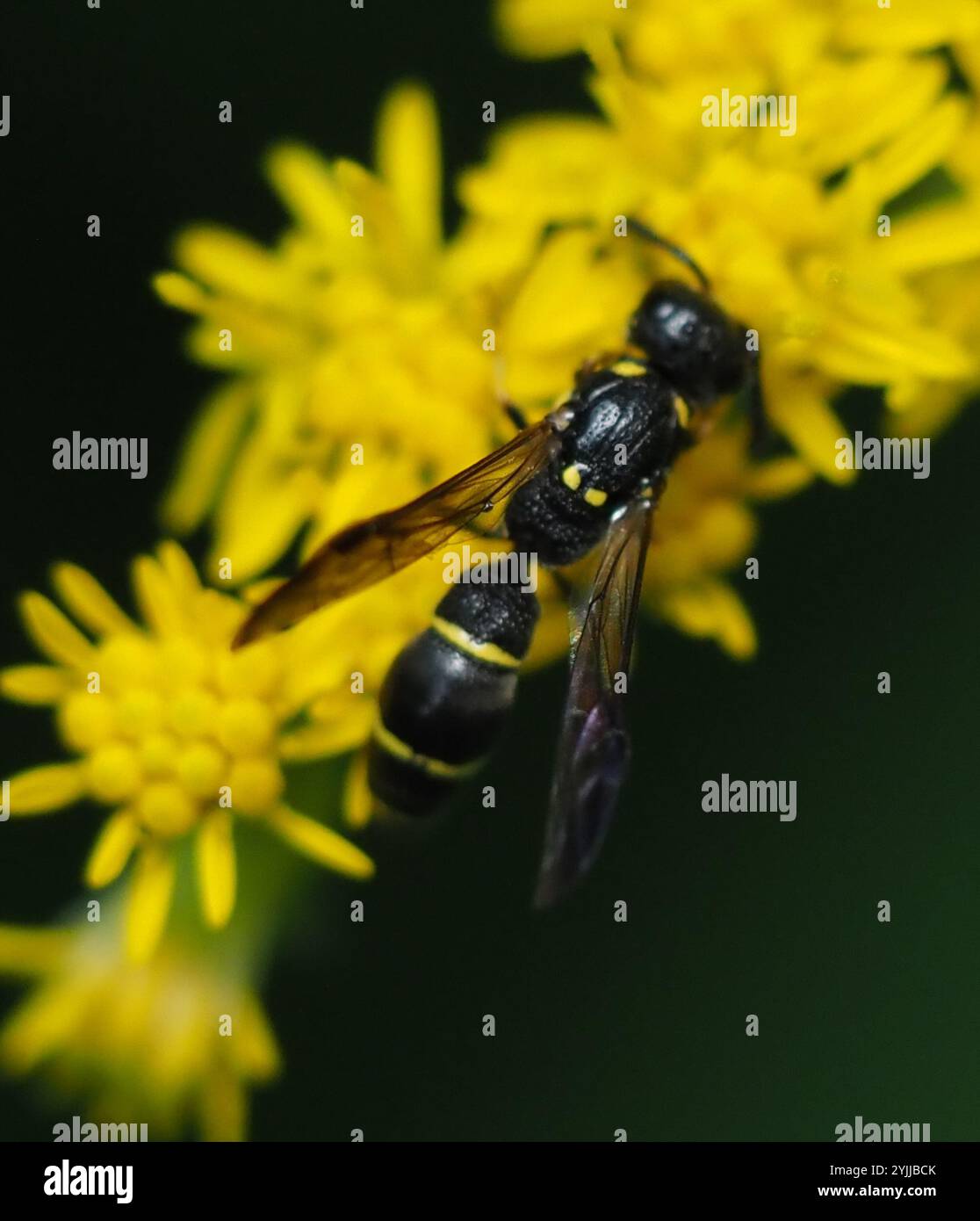 Canadian Potter Wasp (Symmorphus canadensis Stock Photo - Alamy