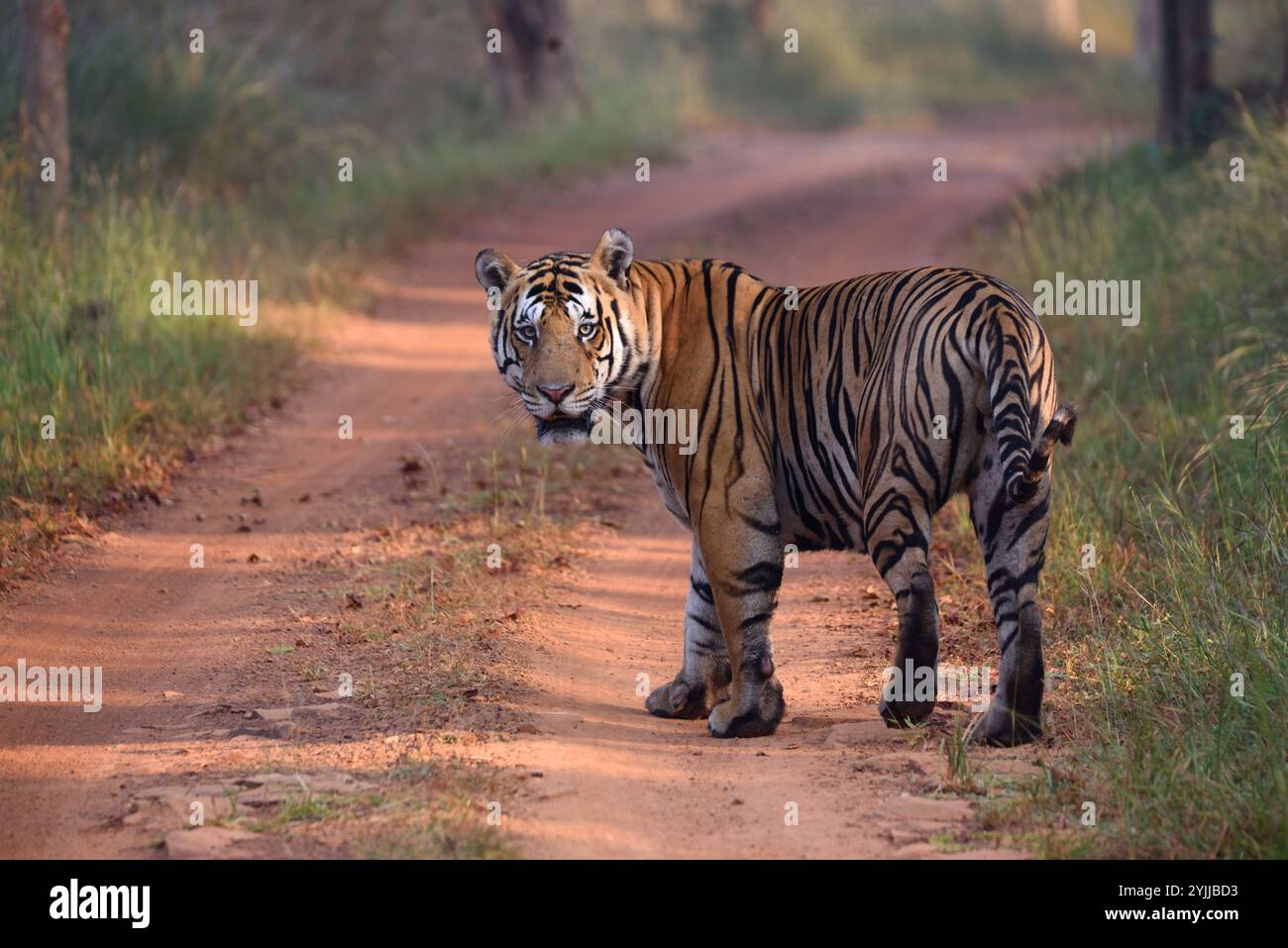 Sanjay dubri tiger reserve hi-res stock photography and images - Alamy