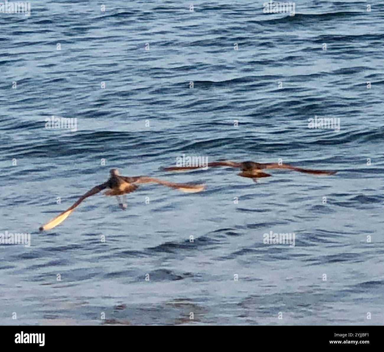 Marbled Godwit (Limosa fedoa Stock Photo - Alamy