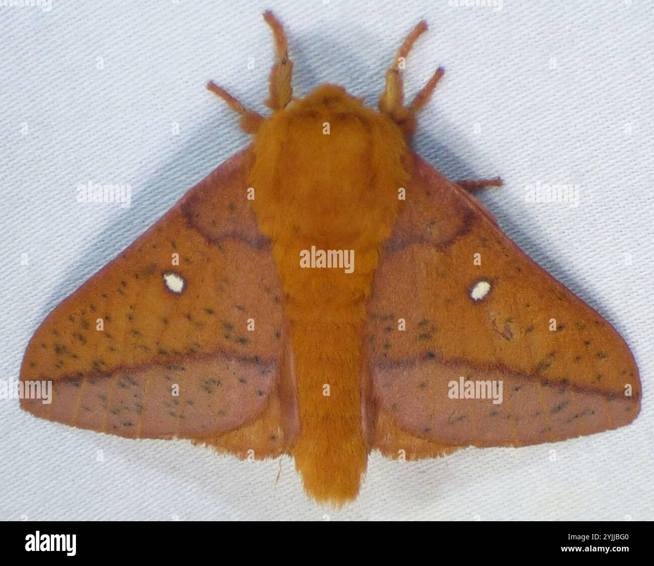 Spiny Oakworm Moth (Anisota stigma Stock Photo - Alamy