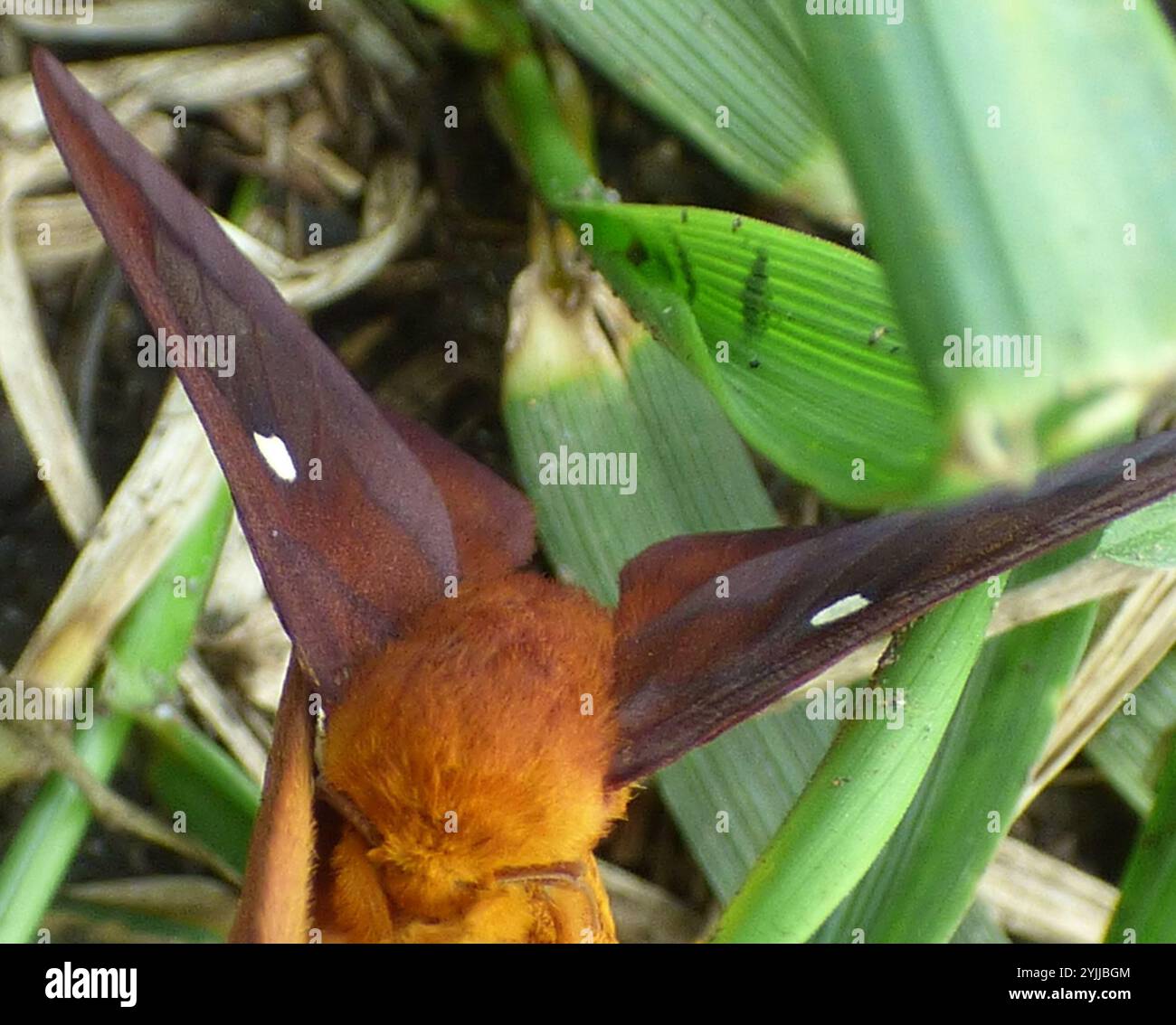 Southern Pink-striped Oakworm Moth (Anisota pellucida Stock Photo - Alamy