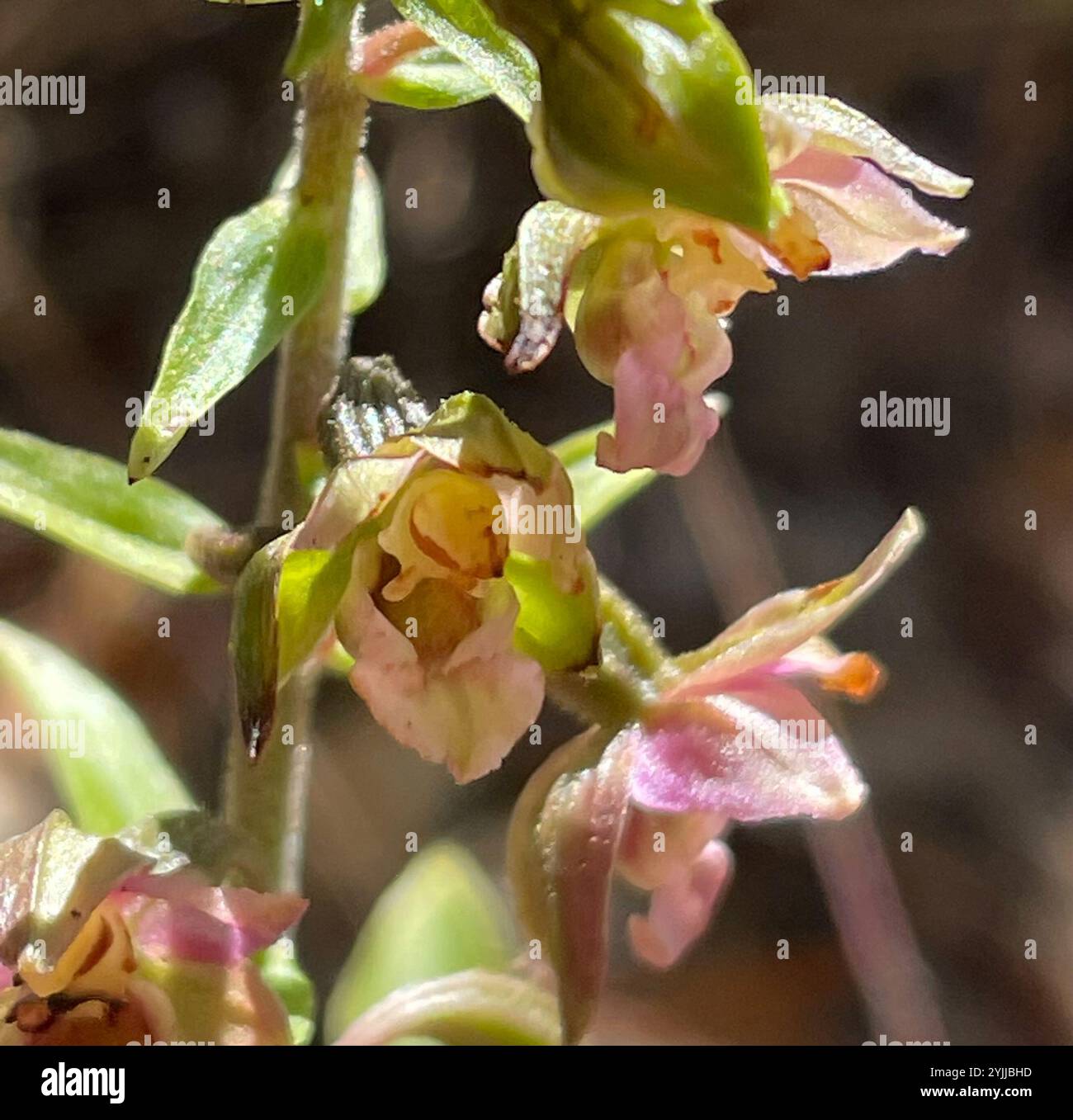Broad-leaved helleborine (Epipactis helleborine Stock Photo - Alamy