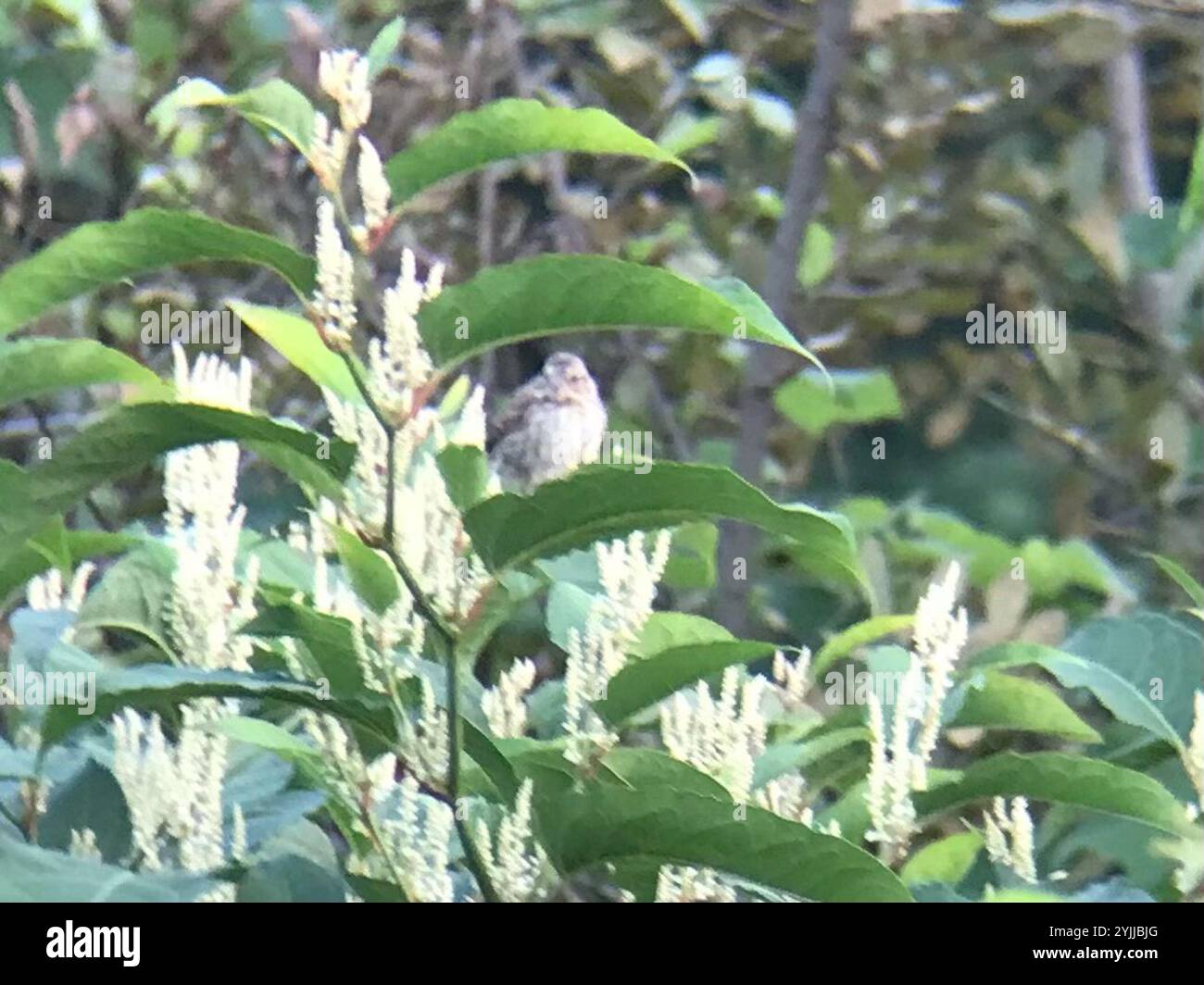 New World Sparrows (Passerellidae Stock Photo - Alamy