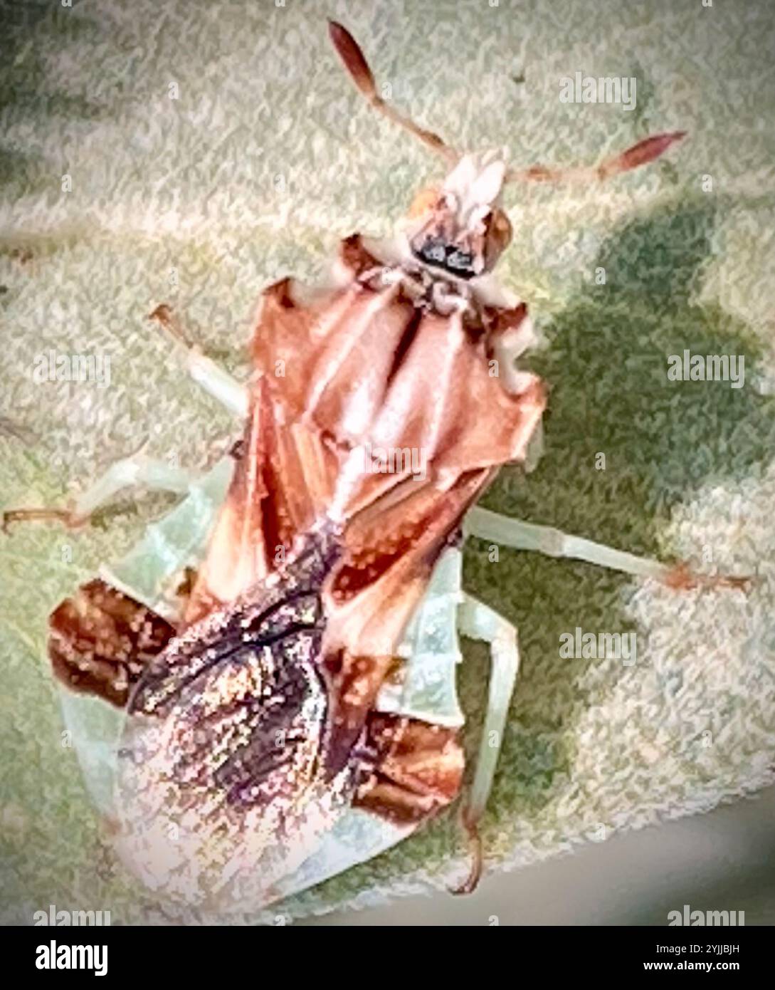 Pennsylvania ambush bug hi-res stock photography and images - Alamy
