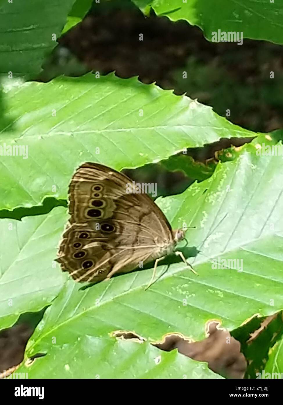 Northern Pearly-eye (Lethe anthedon Stock Photo - Alamy