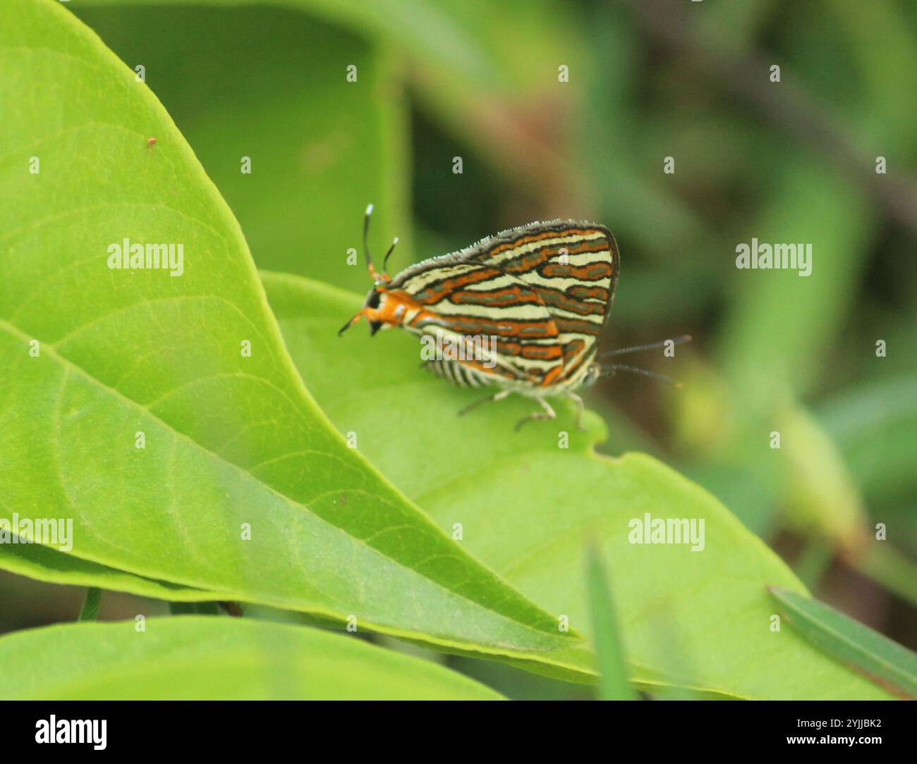 Common Silverline (Cigaritis vulcanus Stock Photo - Alamy