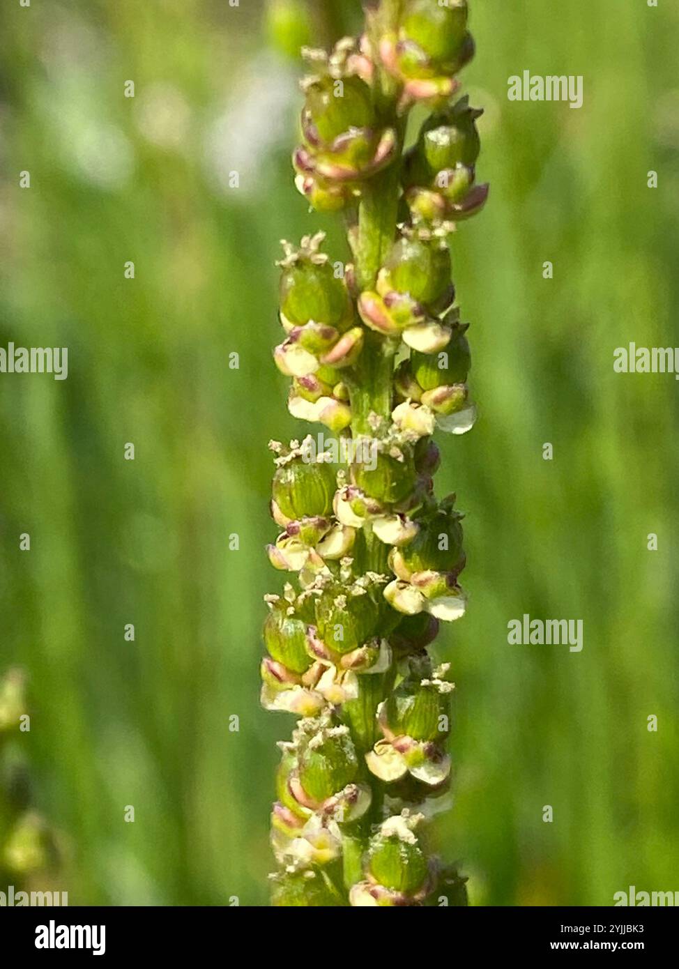common arrowgrass (Triglochin maritima Stock Photo - Alamy