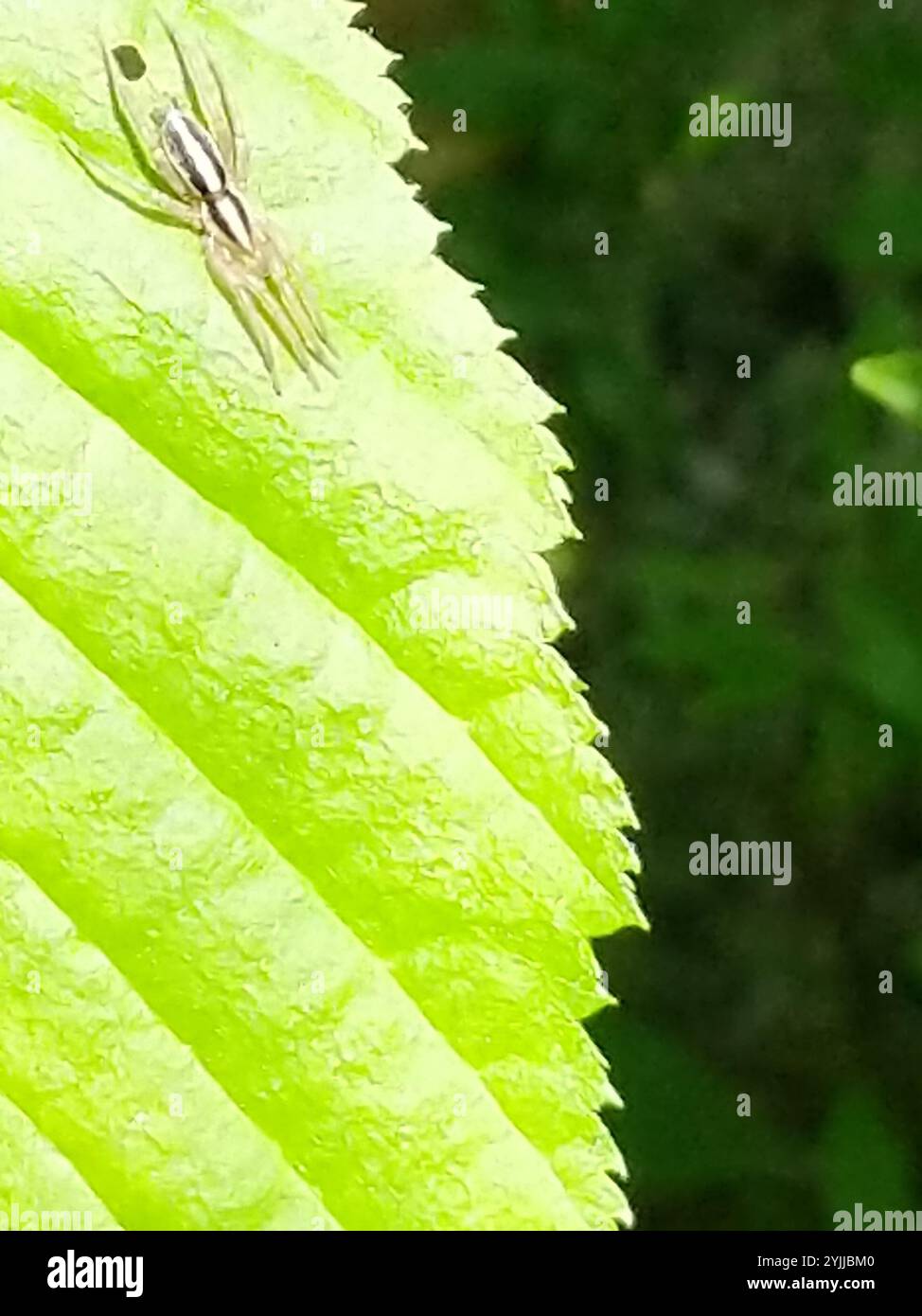 Two-lined Stealthy Ground Spider (Cesonia bilineata Stock Photo - Alamy