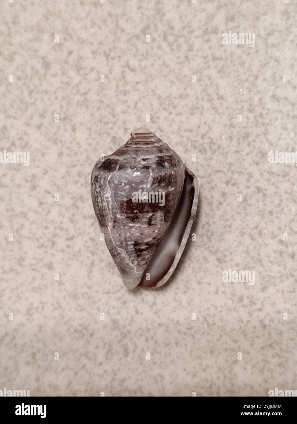 Coronated Cone (Conus coronatus Stock Photo - Alamy