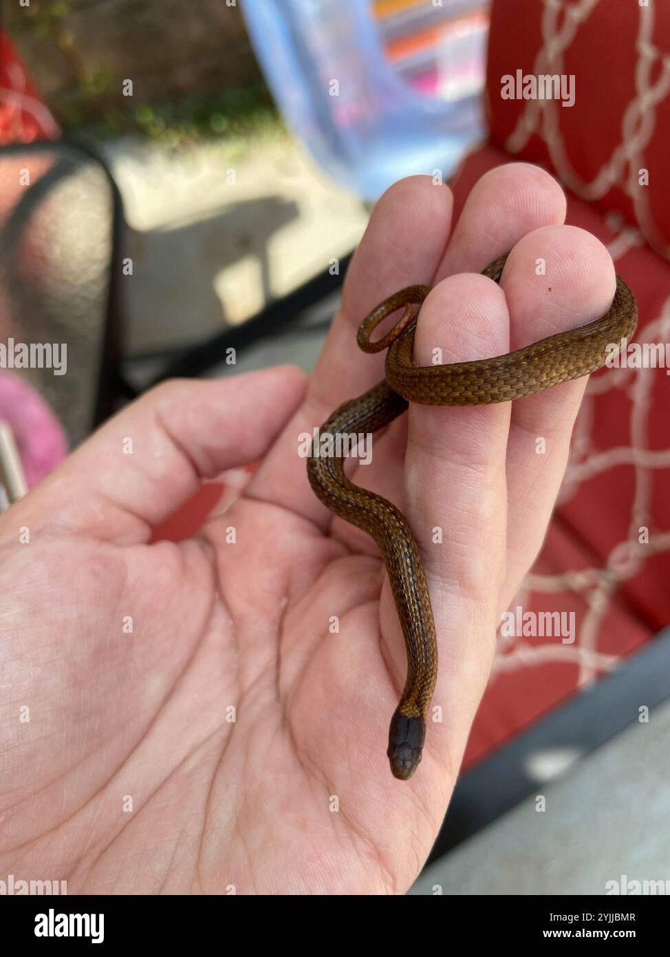 Red-bellied Snake (Storeria occipitomaculata Stock Photo - Alamy