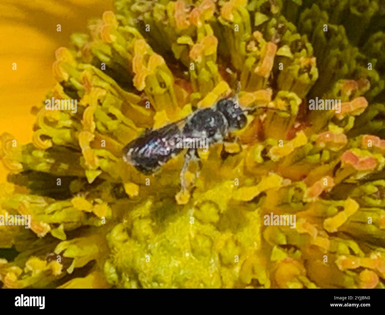 Armored-Resin bees (Heriades Stock Photo - Alamy