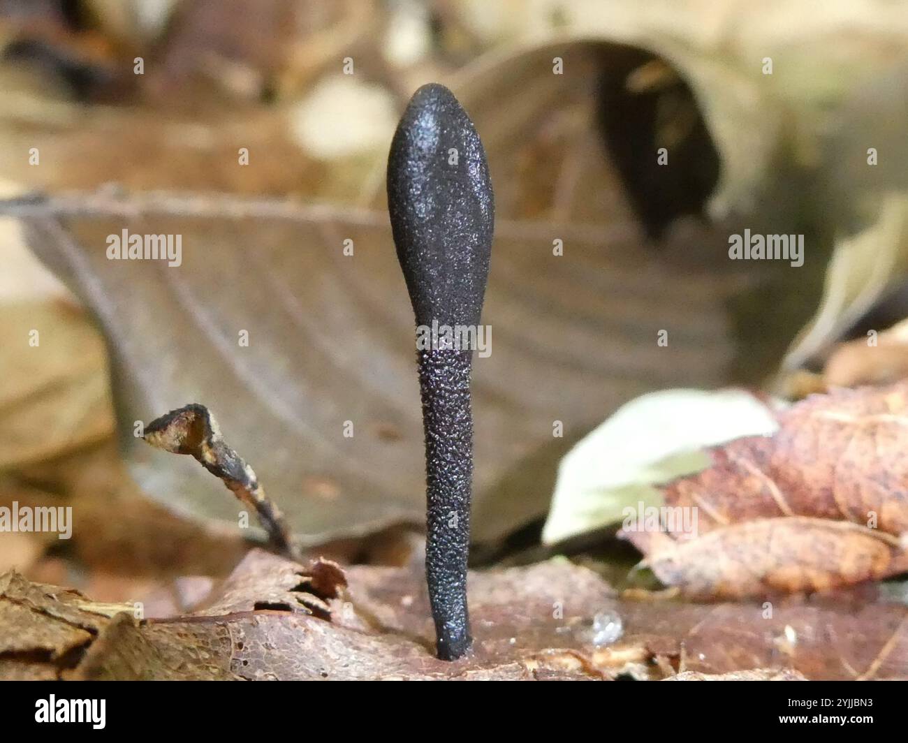 Geoglossaceae hi-res stock photography and images - Alamy