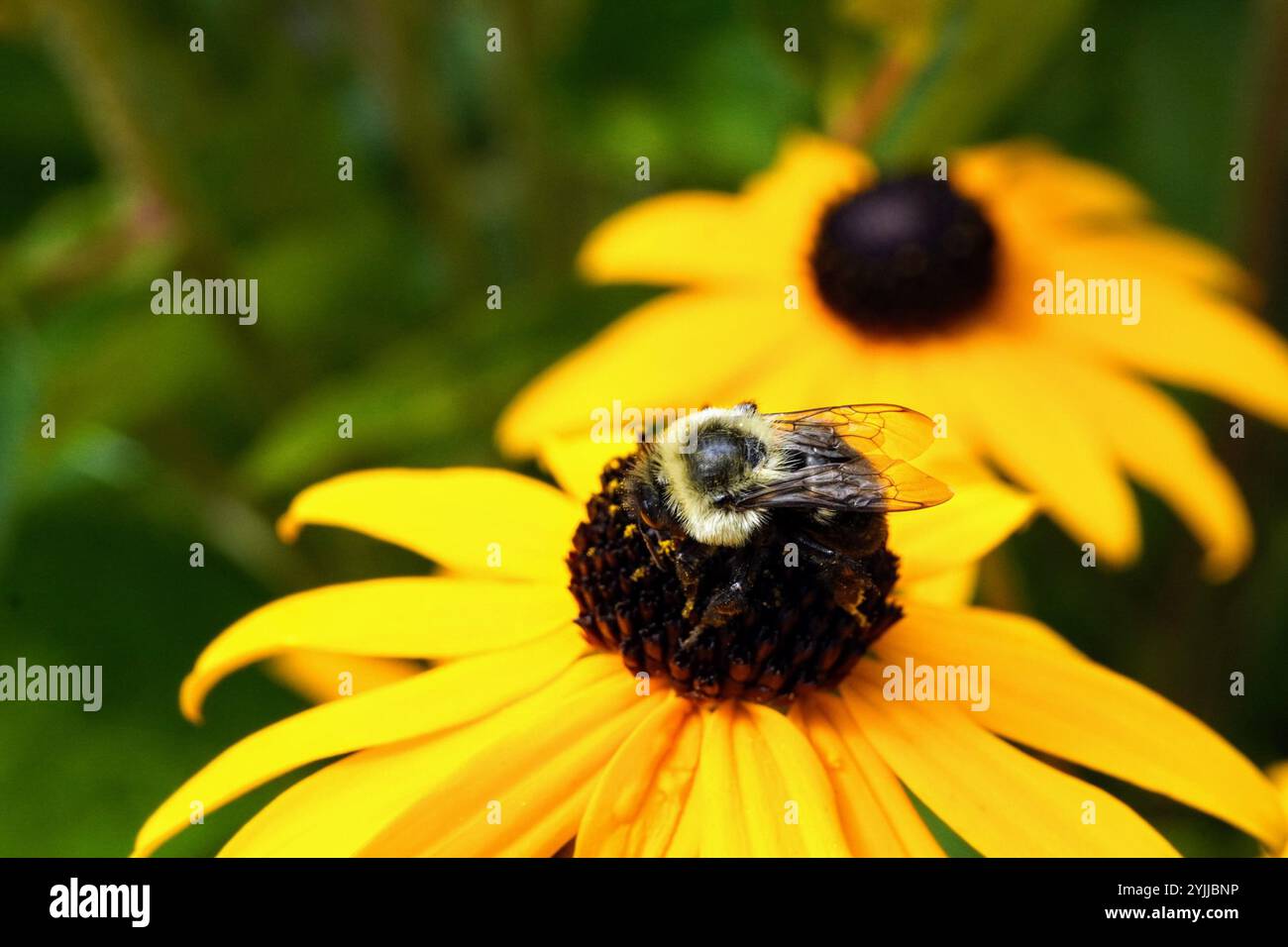 Common Eastern Bumble Bee (Bombus impatiens Stock Photo - Alamy