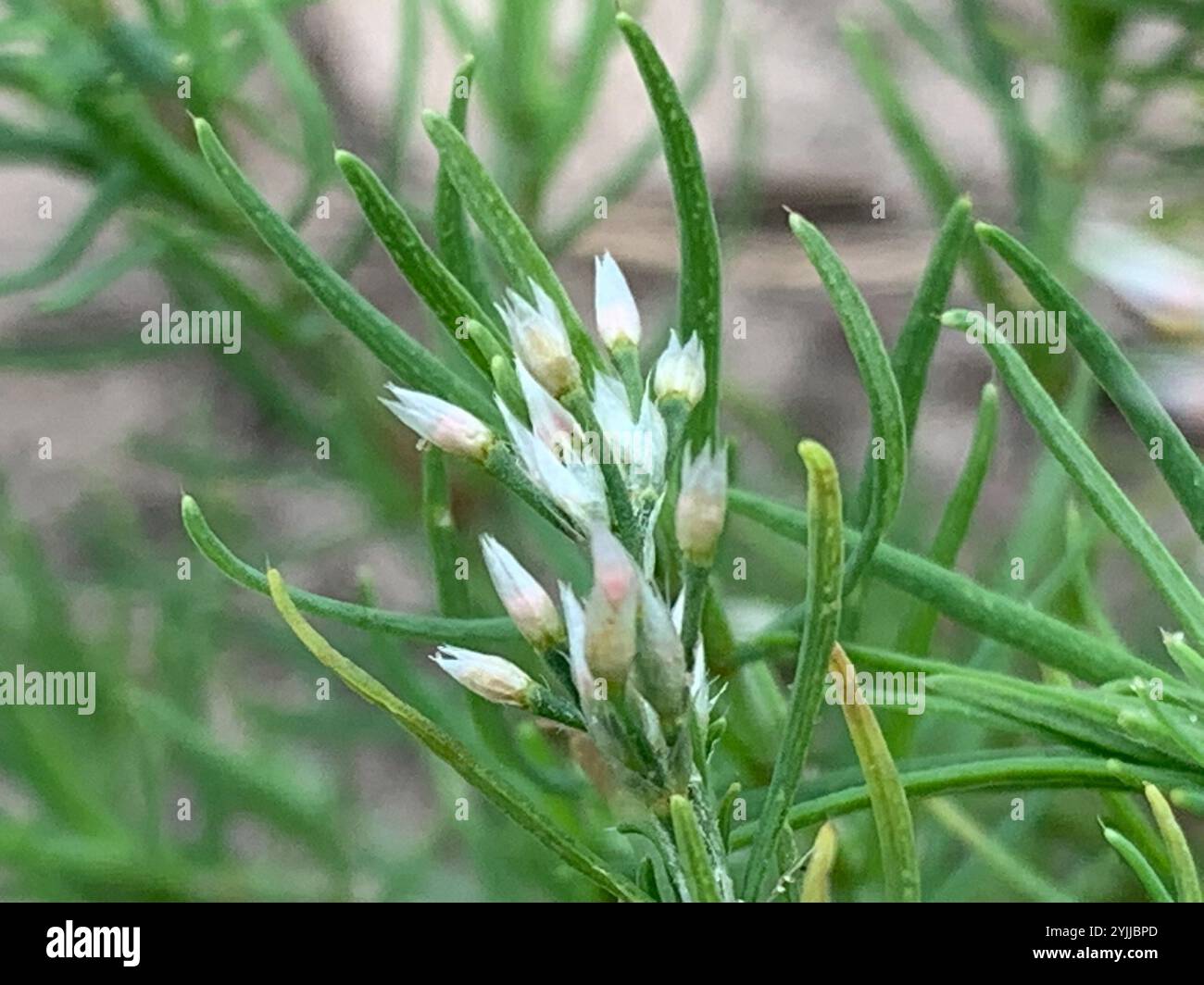 Oldman’s Cap (Polycarpaea corymbosa Stock Photo - Alamy