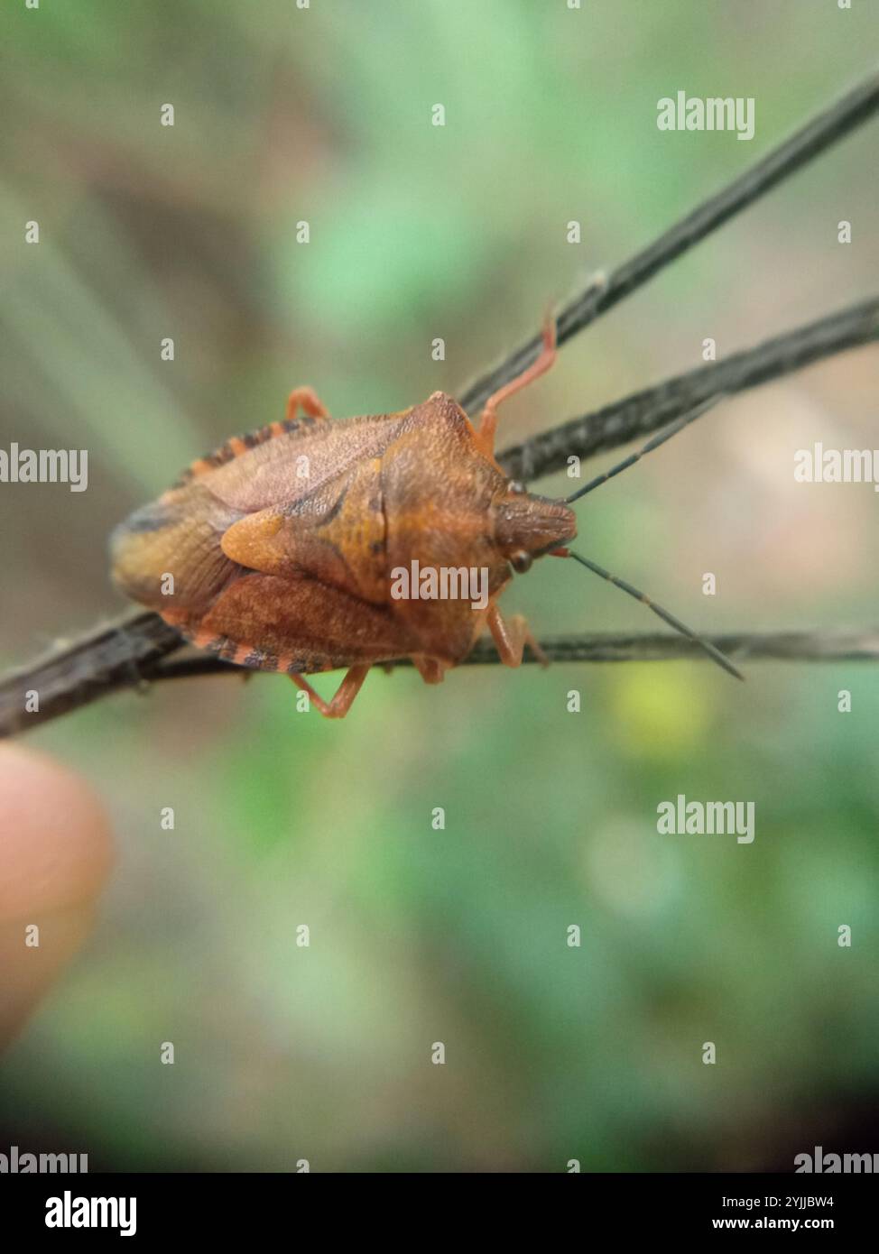 Black-shouldered Shieldbug (Carpocoris purpureipennis Stock Photo - Alamy