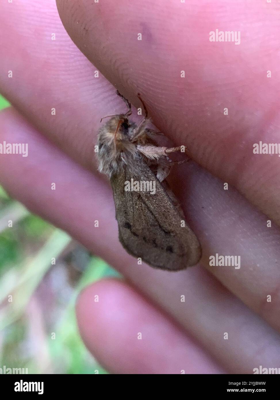 Swift moths hepialidae hi-res stock photography and images - Alamy