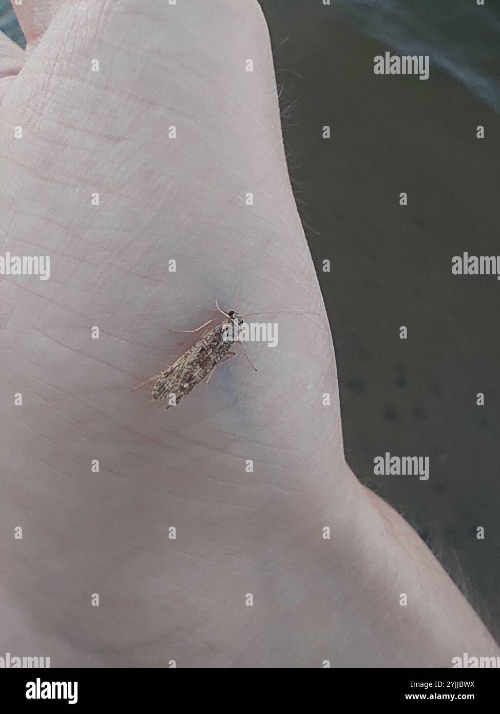 Hydropsyche hi-res stock photography and images - Alamy