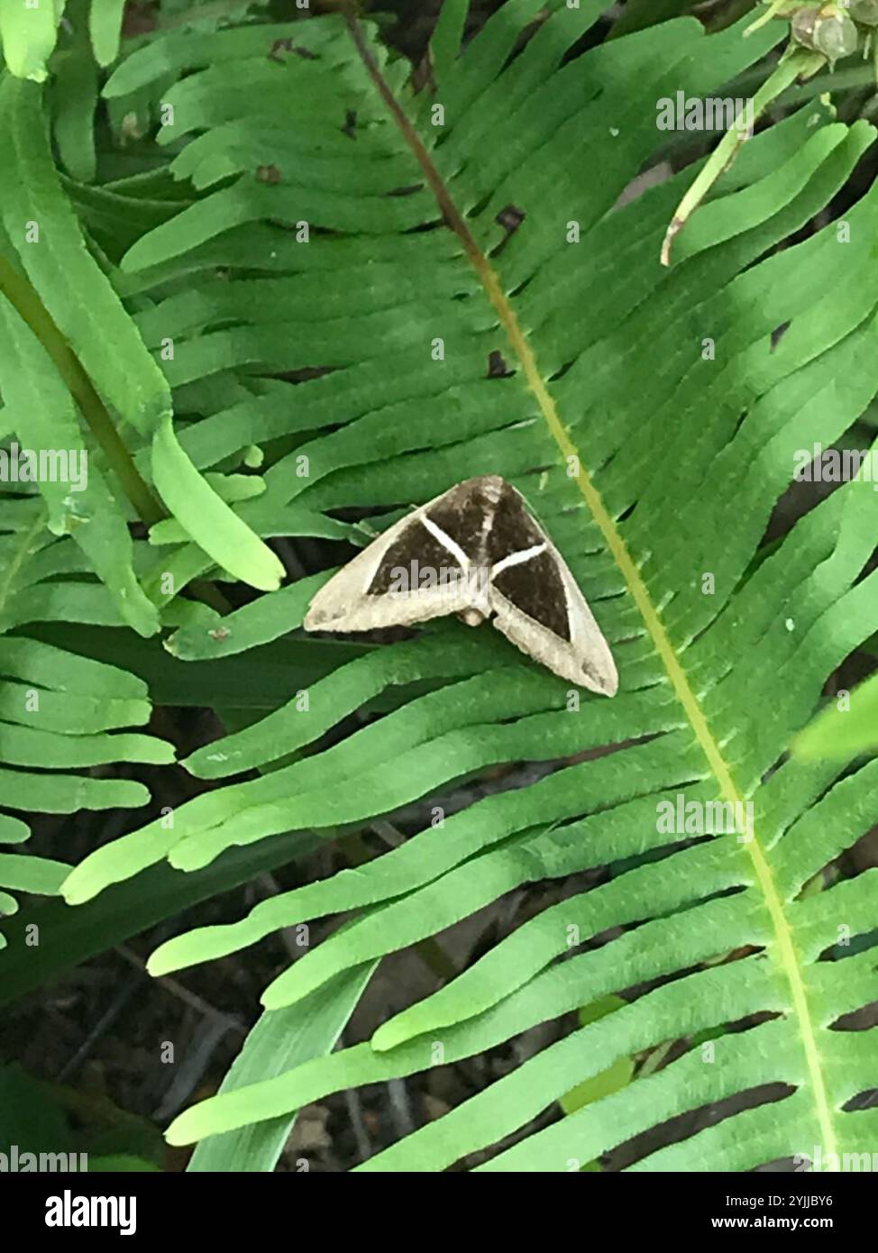 Triangular moth hi-res stock photography and images - Alamy