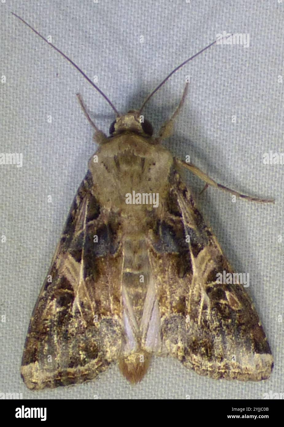 Yellow-striped Armyworm Moth (Spodoptera ornithogalli Stock Photo - Alamy