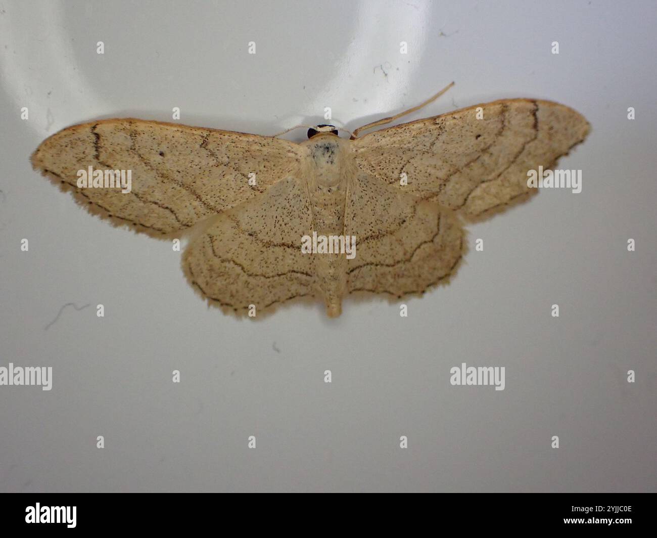 Riband Wave (Idaea aversata Stock Photo - Alamy