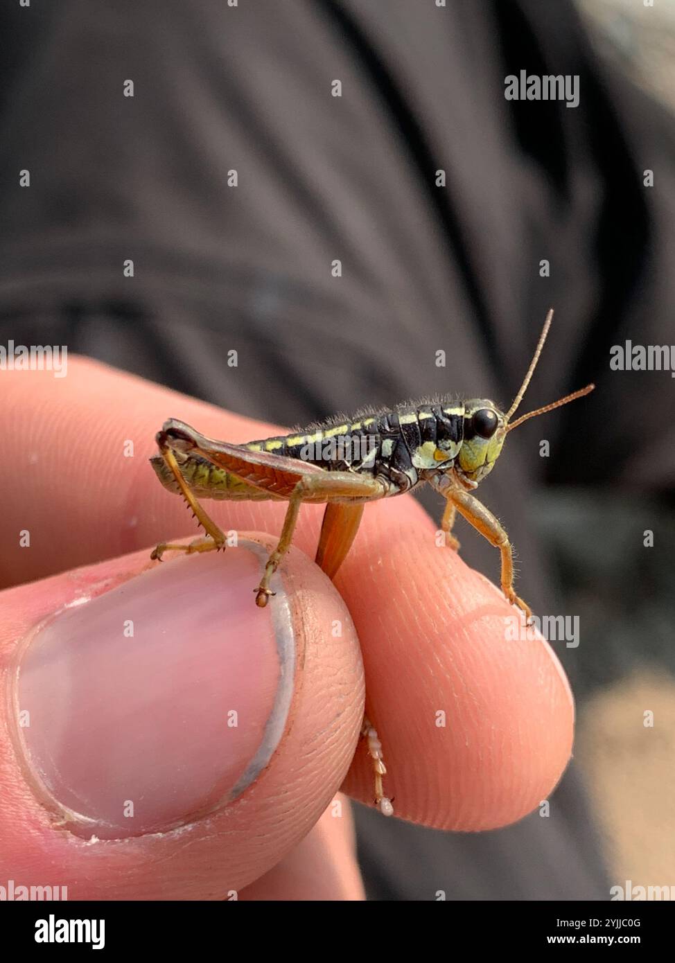 Buckell's Timberline Grasshopper (Buckellacris nuda Stock Photo - Alamy