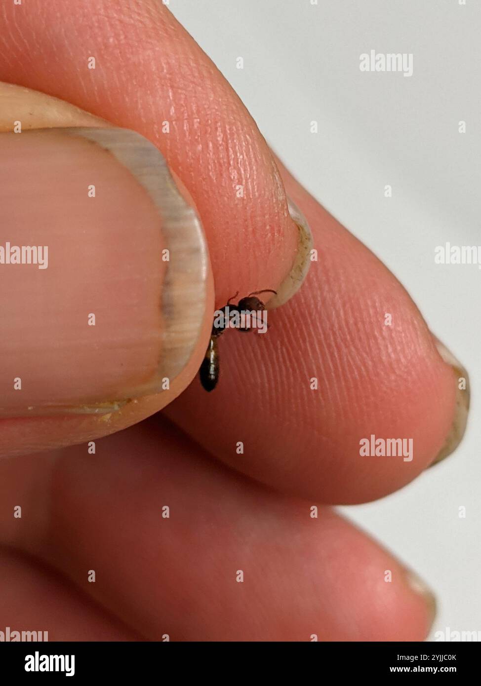 Colobopsis truncata hi-res stock photography and images - Alamy