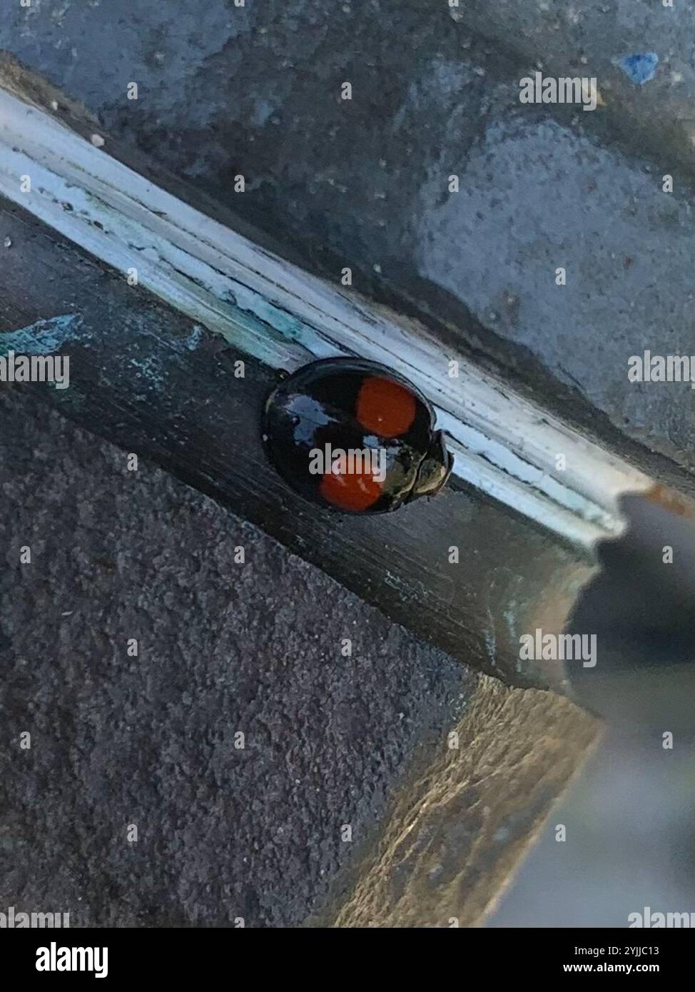 Cactus Lady Beetle (Chilocorus cacti Stock Photo - Alamy