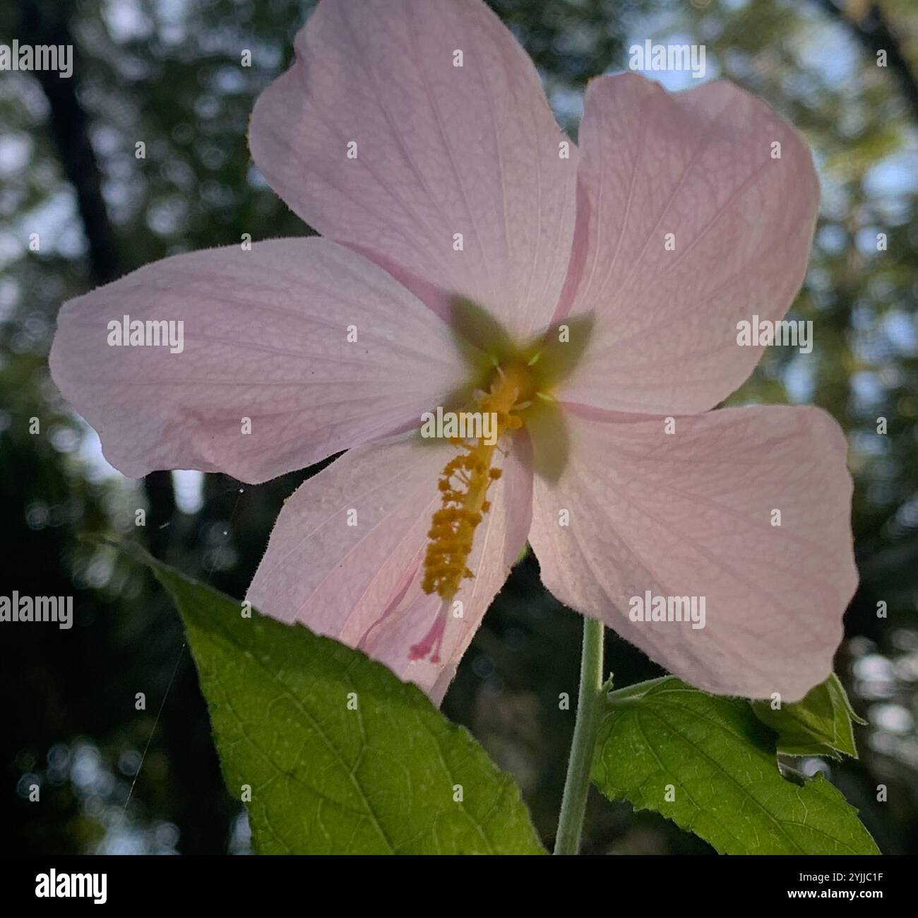 Saltmarsh mallow (Kosteletzkya pentacarpos Stock Photo - Alamy