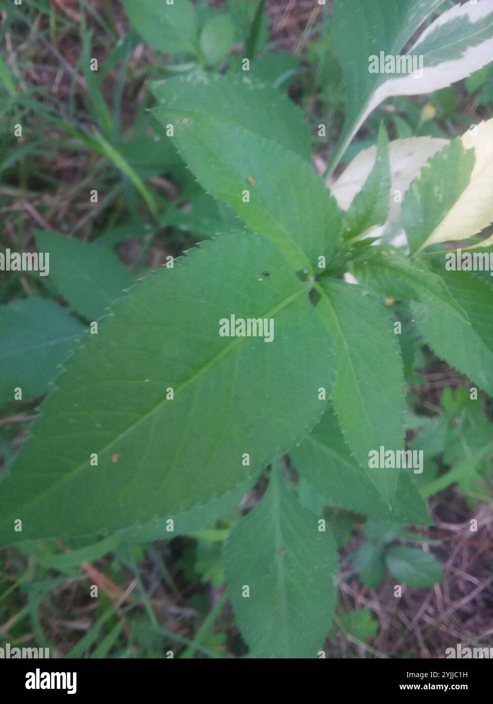 White beggarticks (Bidens alba Stock Photo - Alamy