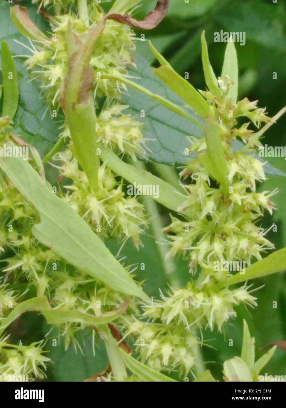 Golden Dock (Rumex maritimus Stock Photo - Alamy