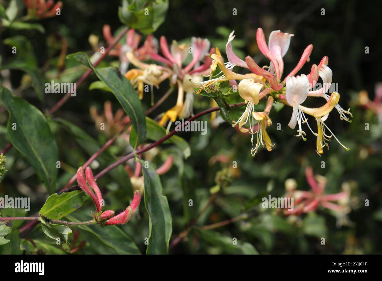 Common Honeysuckle (Lonicera periclymenum Stock Photo - Alamy
