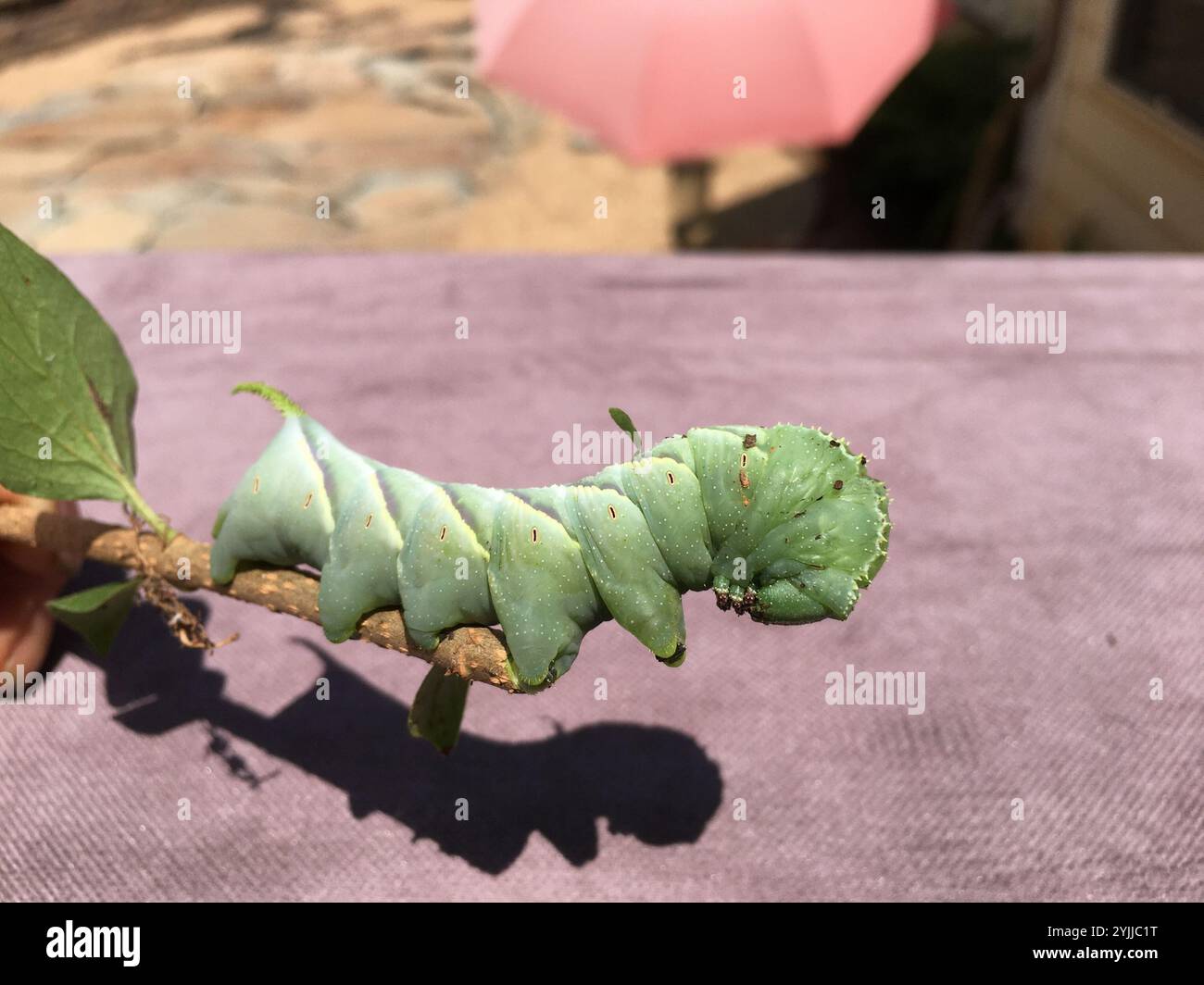 Rustic Sphinx (Manduca rustica Stock Photo - Alamy