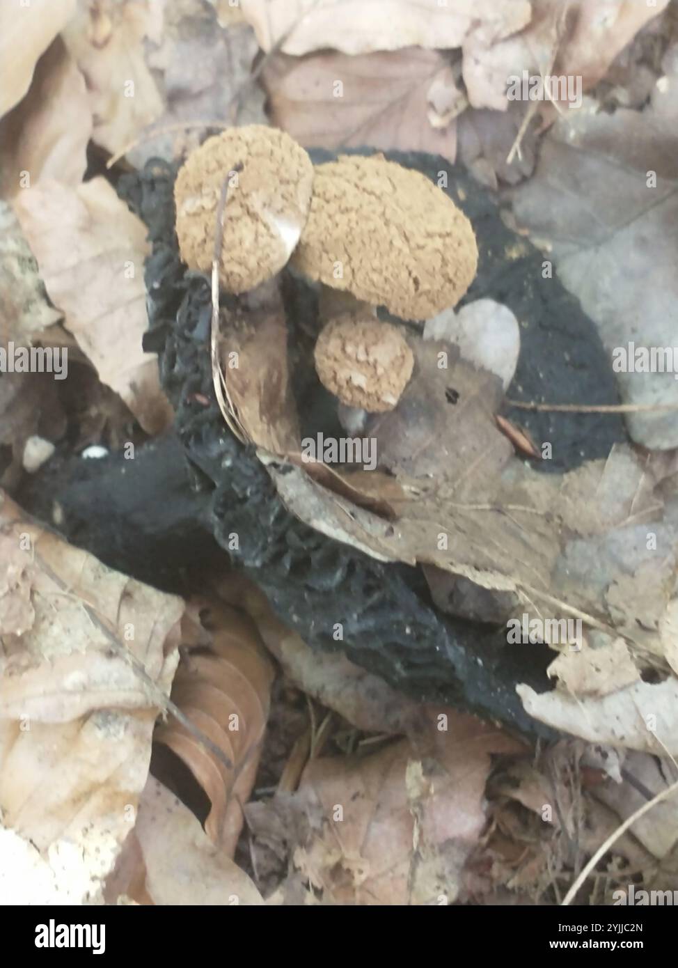 Powder Cap (Asterophora lycoperdoides Stock Photo - Alamy