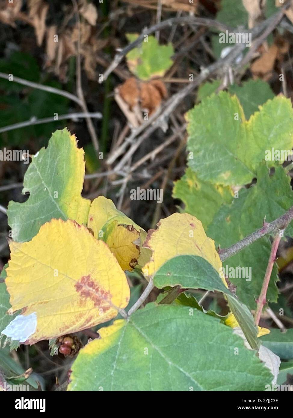 Holy Bramble (Rubus creticus Stock Photo - Alamy
