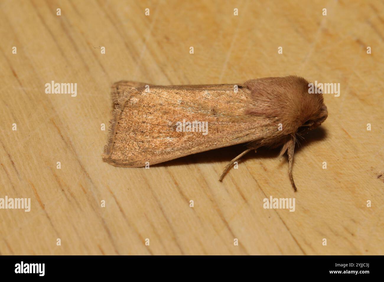 The Clay (Mythimna ferrago Stock Photo - Alamy