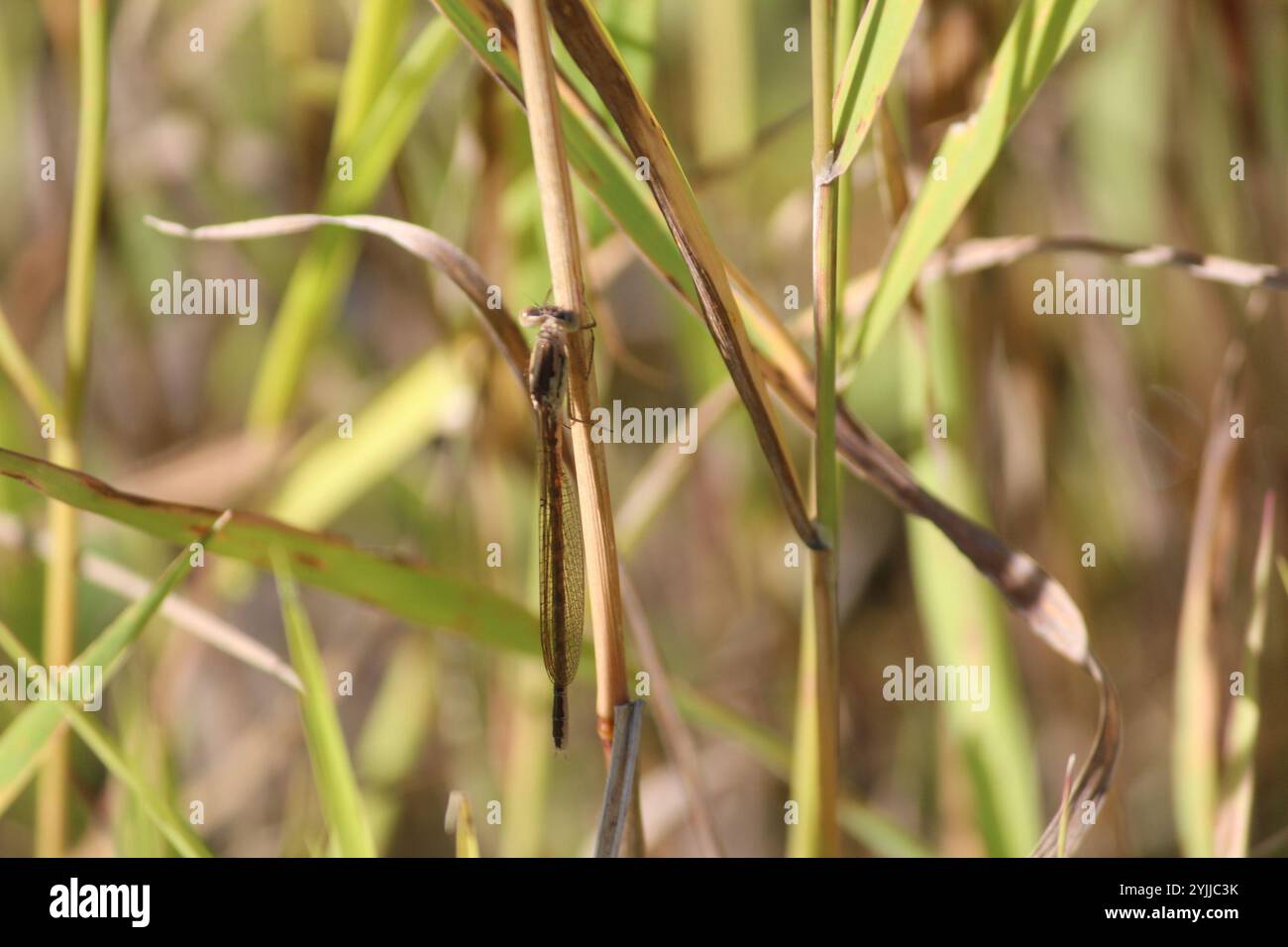 Siberian Winter Damsel (Sympecma paedisca Stock Photo - Alamy
