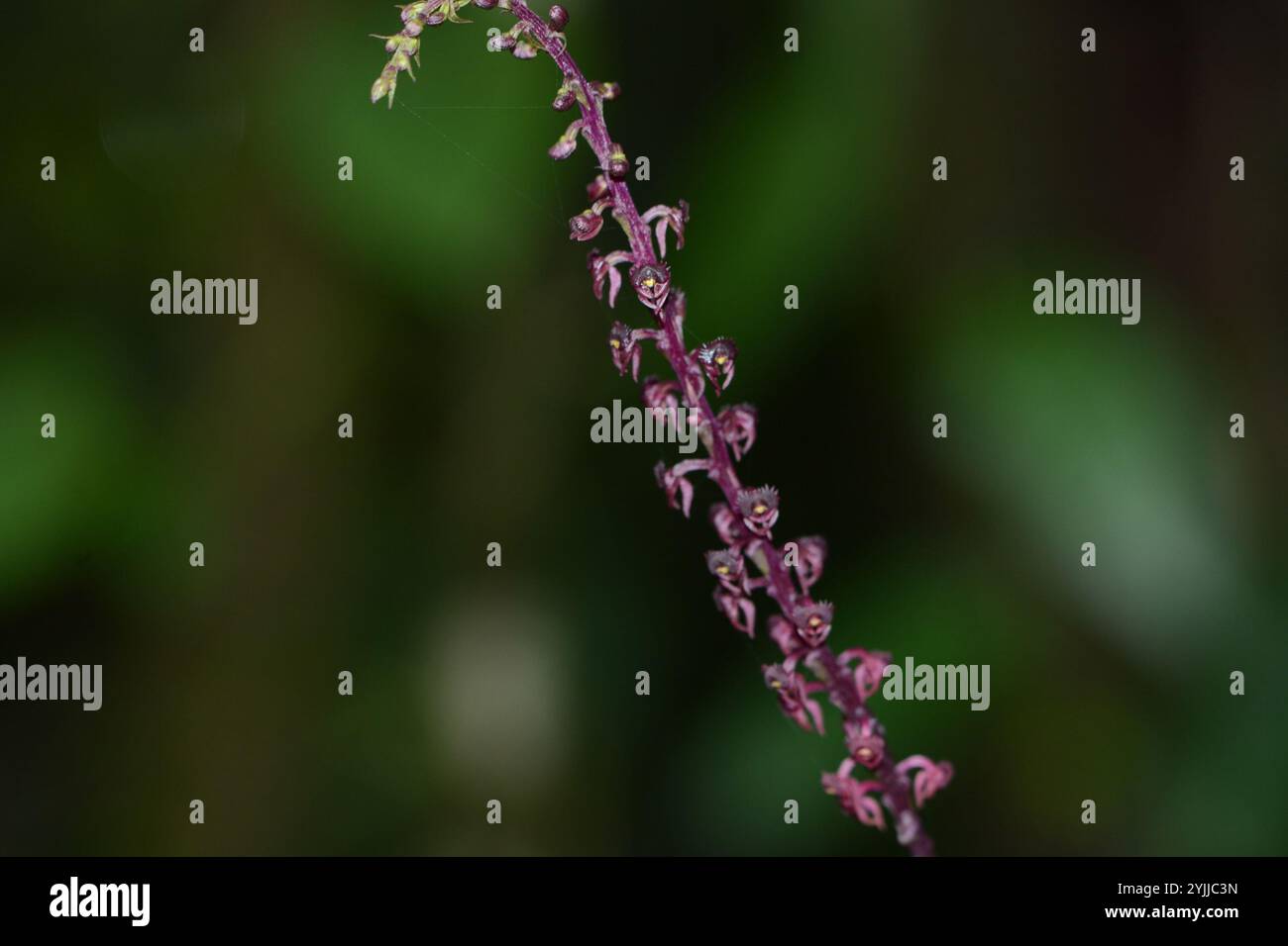 Malaxis versicolor hi-res stock photography and images - Alamy