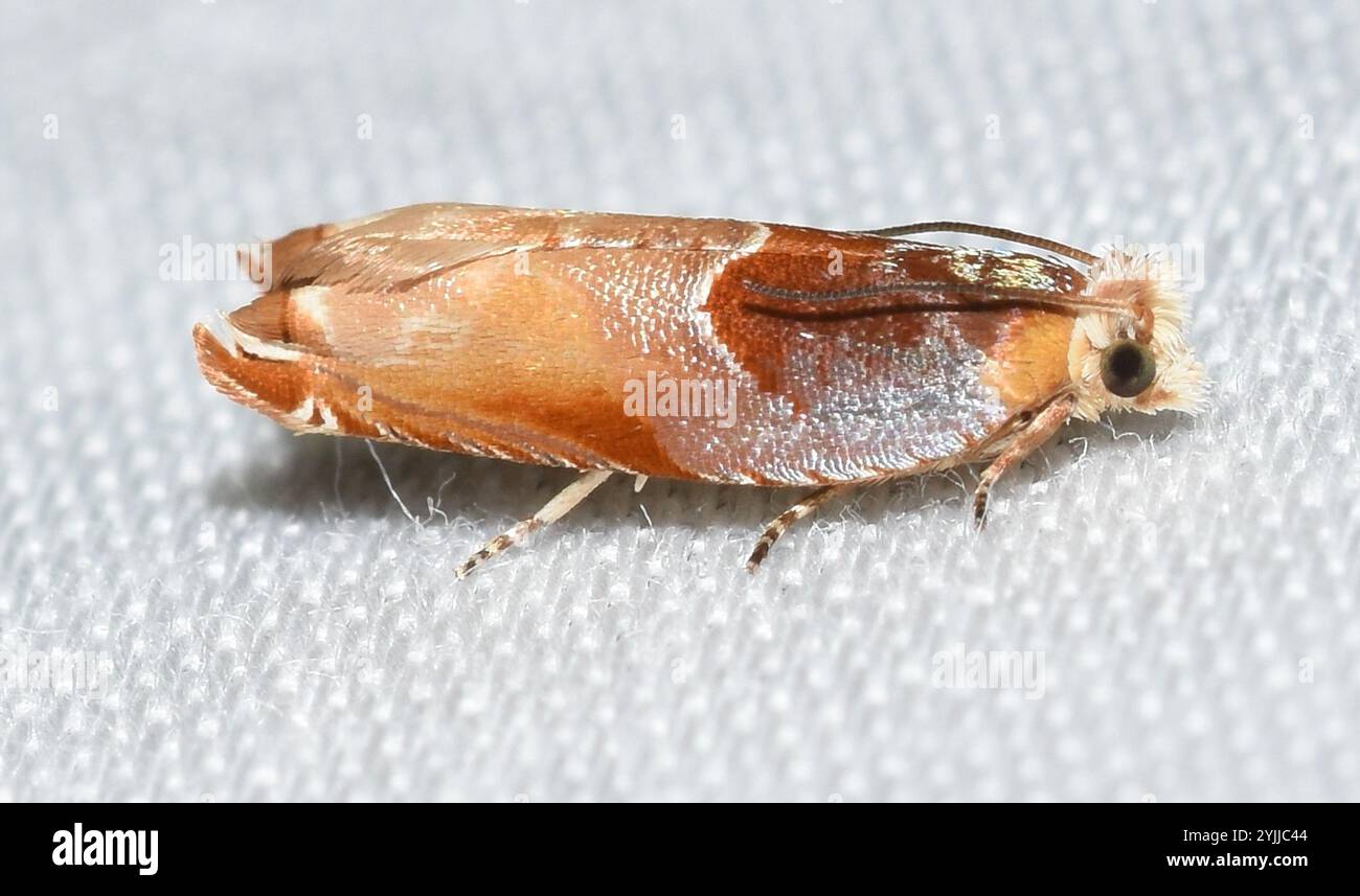 Two-toned Ancylis Moth (Ancylis divisana Stock Photo - Alamy