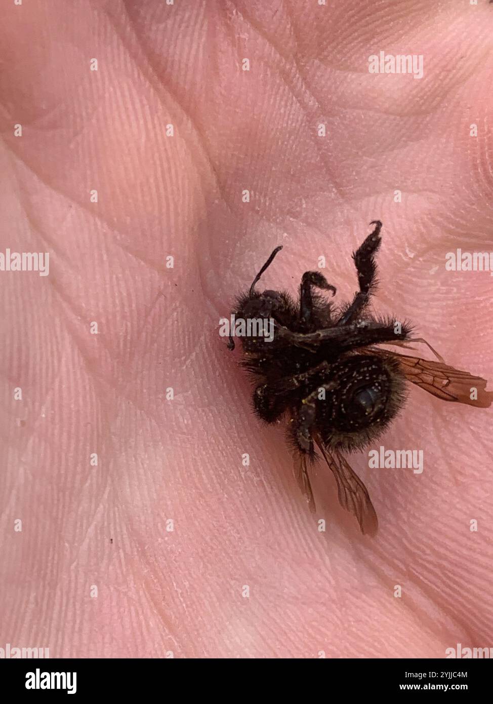 Western Bumble Bee (Bombus occidentalis Stock Photo - Alamy