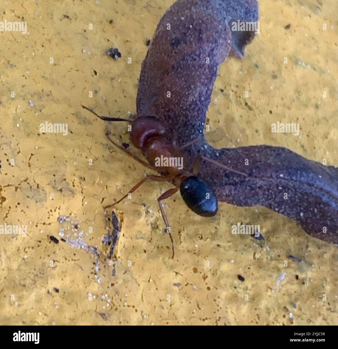 Florida Carpenter Ant (Camponotus floridanus Stock Photo - Alamy