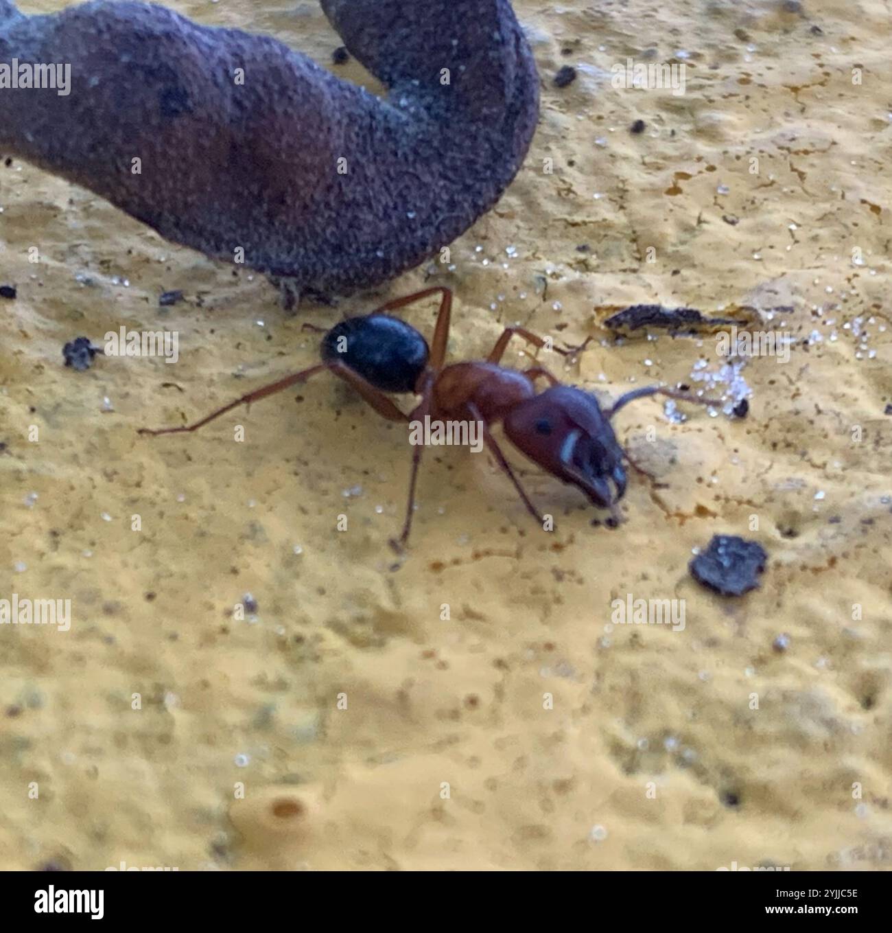 Florida Carpenter Ant (Camponotus floridanus Stock Photo - Alamy
