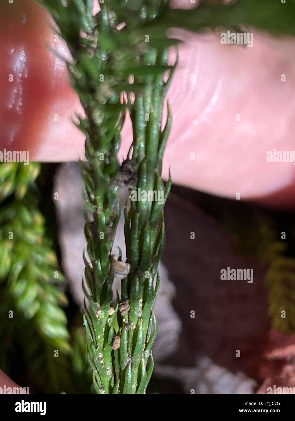 flat-branched tree-clubmoss (Dendrolycopodium obscurum Stock Photo - Alamy