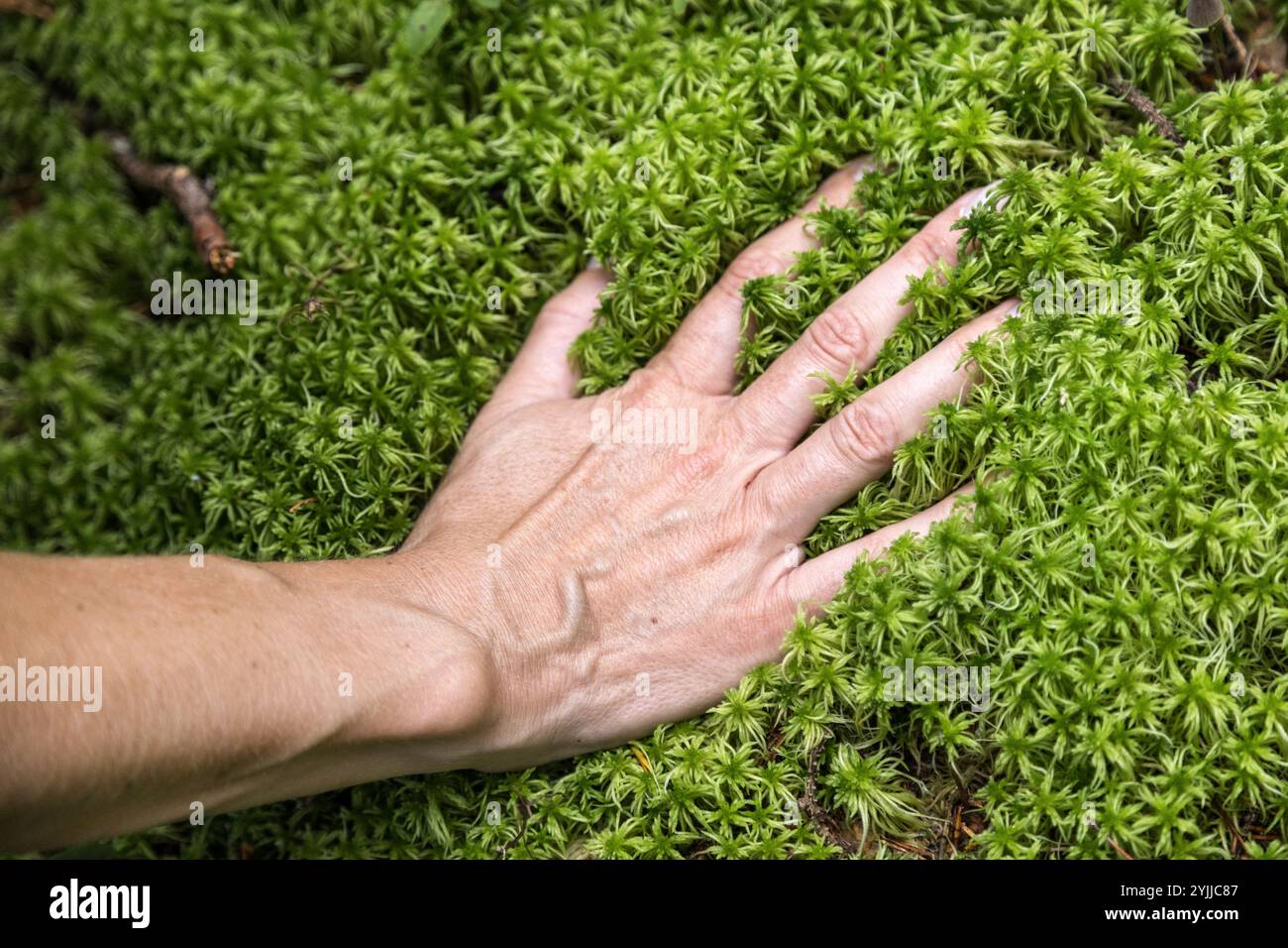 Female hand touching green moss during forest walk Stock Photo - Alamy