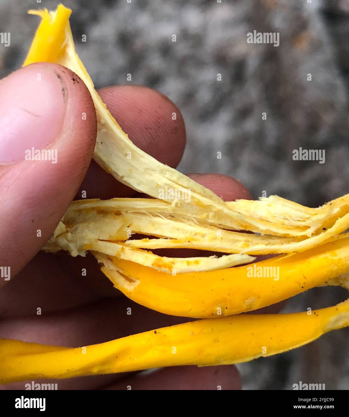 Golden Spindles (Clavulinopsis fusiformis Stock Photo - Alamy