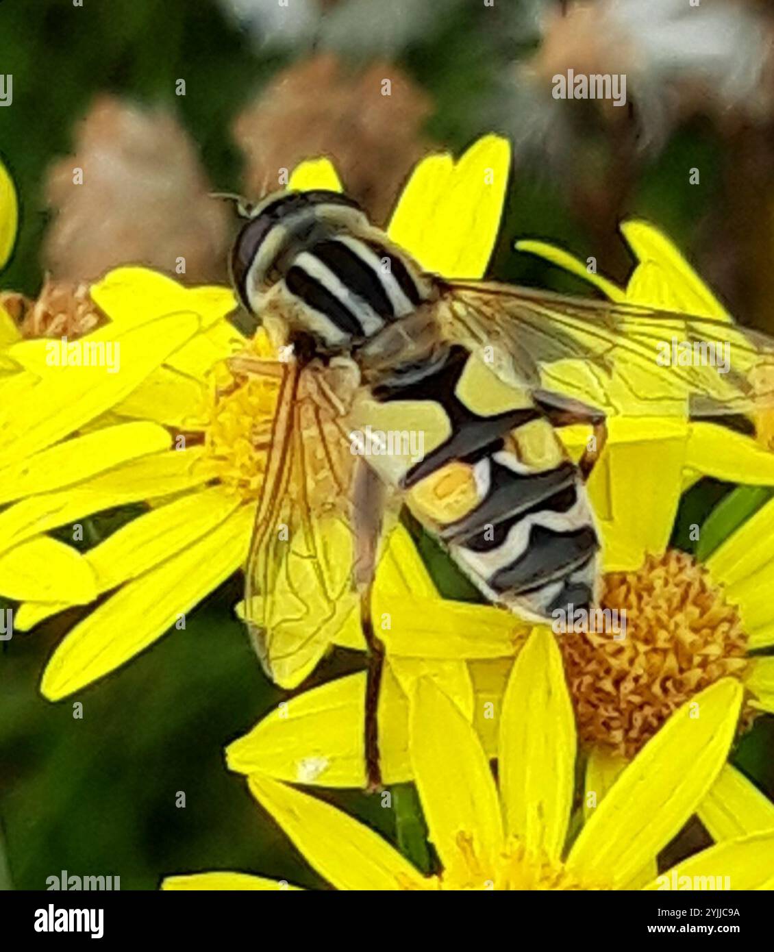Trivittate Marsh Fly (Helophilus trivittatus Stock Photo - Alamy