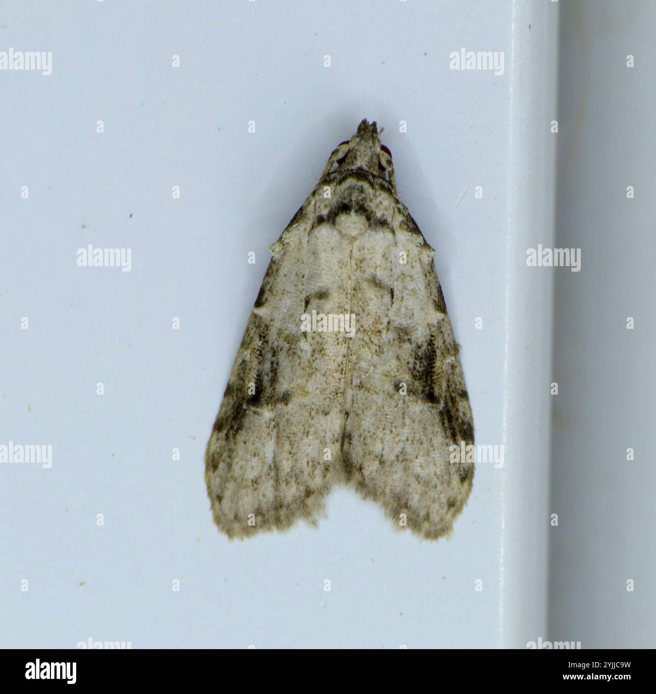 Currant Fruitworm Moth (Carposina fernaldana Stock Photo - Alamy