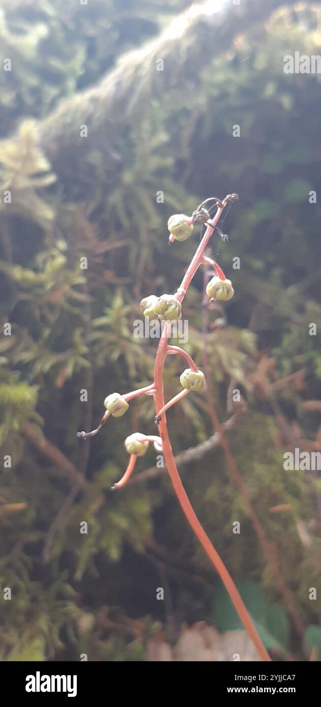 white-veined wintergreen (Pyrola picta Stock Photo - Alamy