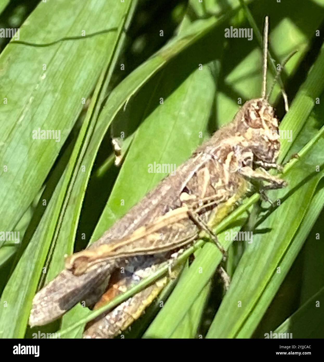 Common Field Grasshopper (Chorthippus brunneus Stock Photo - Alamy
